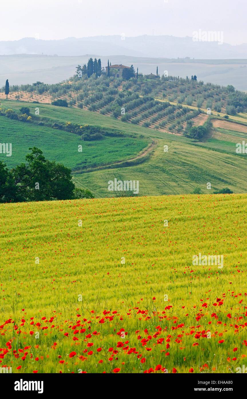 Val d´Orcia, Orcia Valley, Fields and Farmhouse, Tuscany Landscape ...