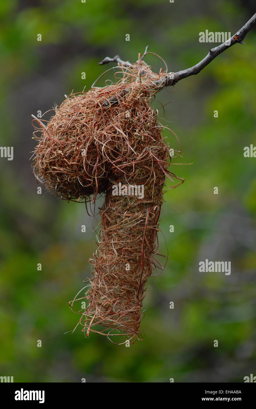 Spectacled weaver nest hi-res stock photography and images - Alamy