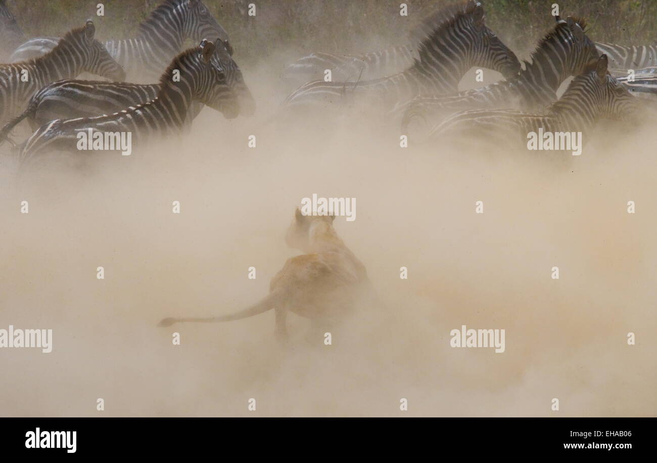 Lioness attack on a zebra. National Park. Kenya. Tanzania. Masai Mara ...