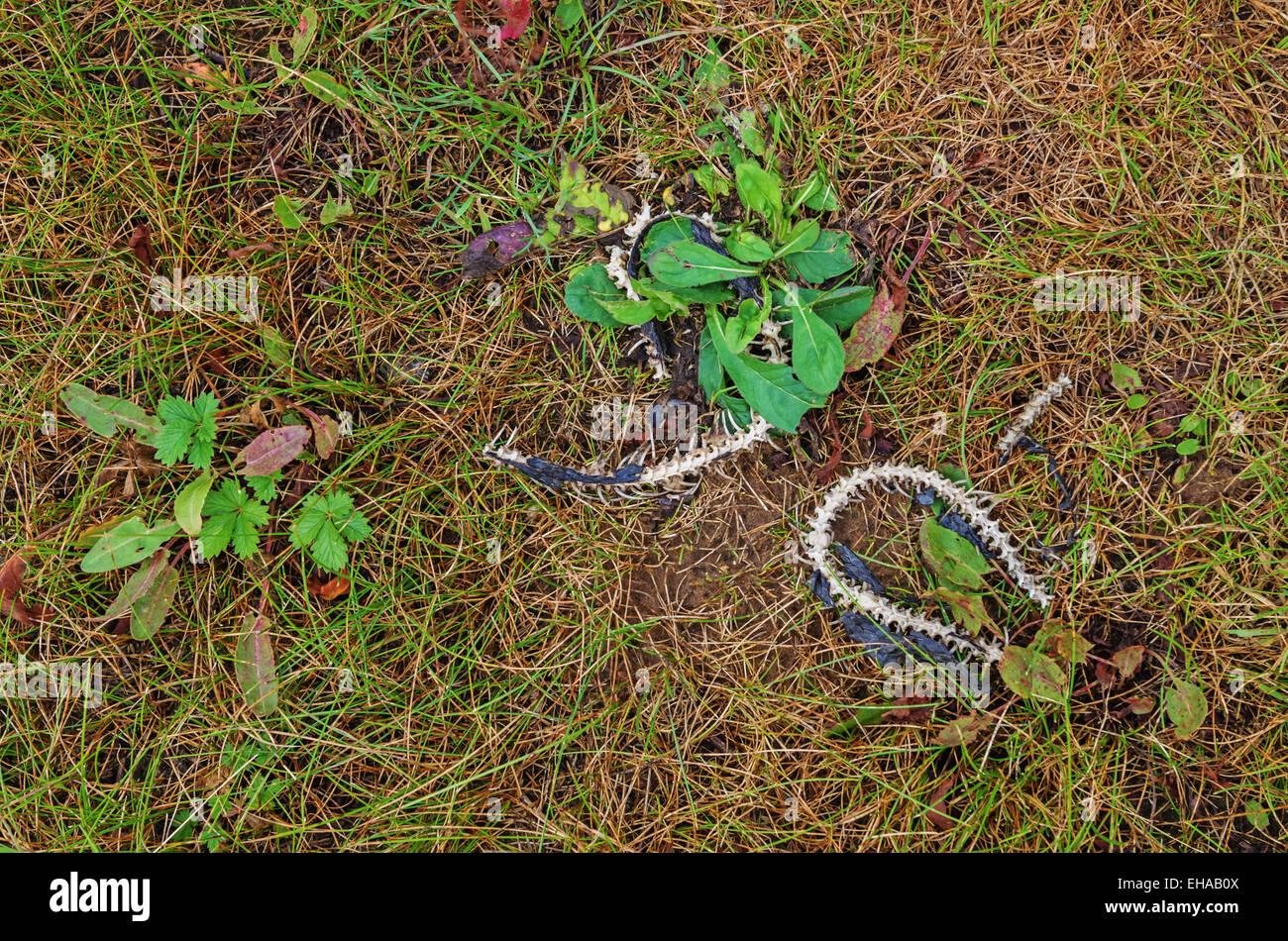 Snake Skeleton Stock Photos & Snake Skeleton Stock Images - Alamy
