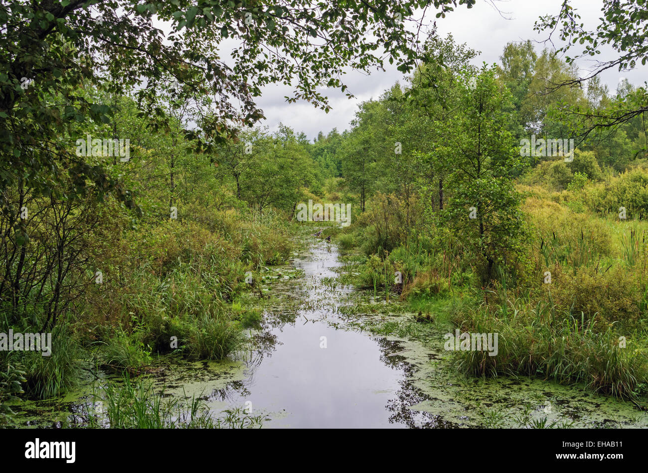 Forest boggy river Stock Photo - Alamy