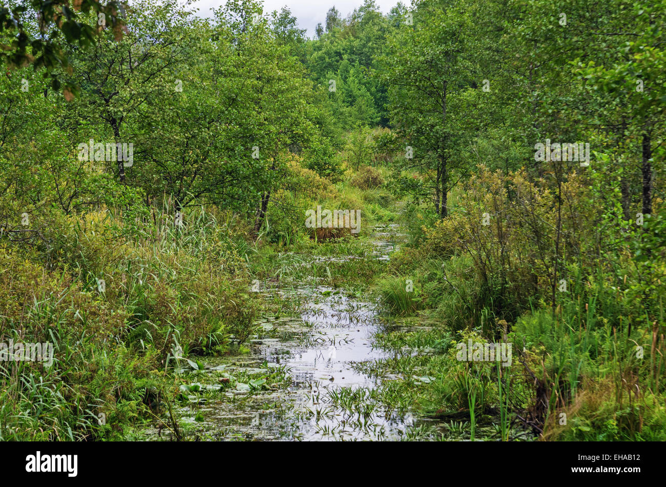 Forest boggy river Stock Photo - Alamy