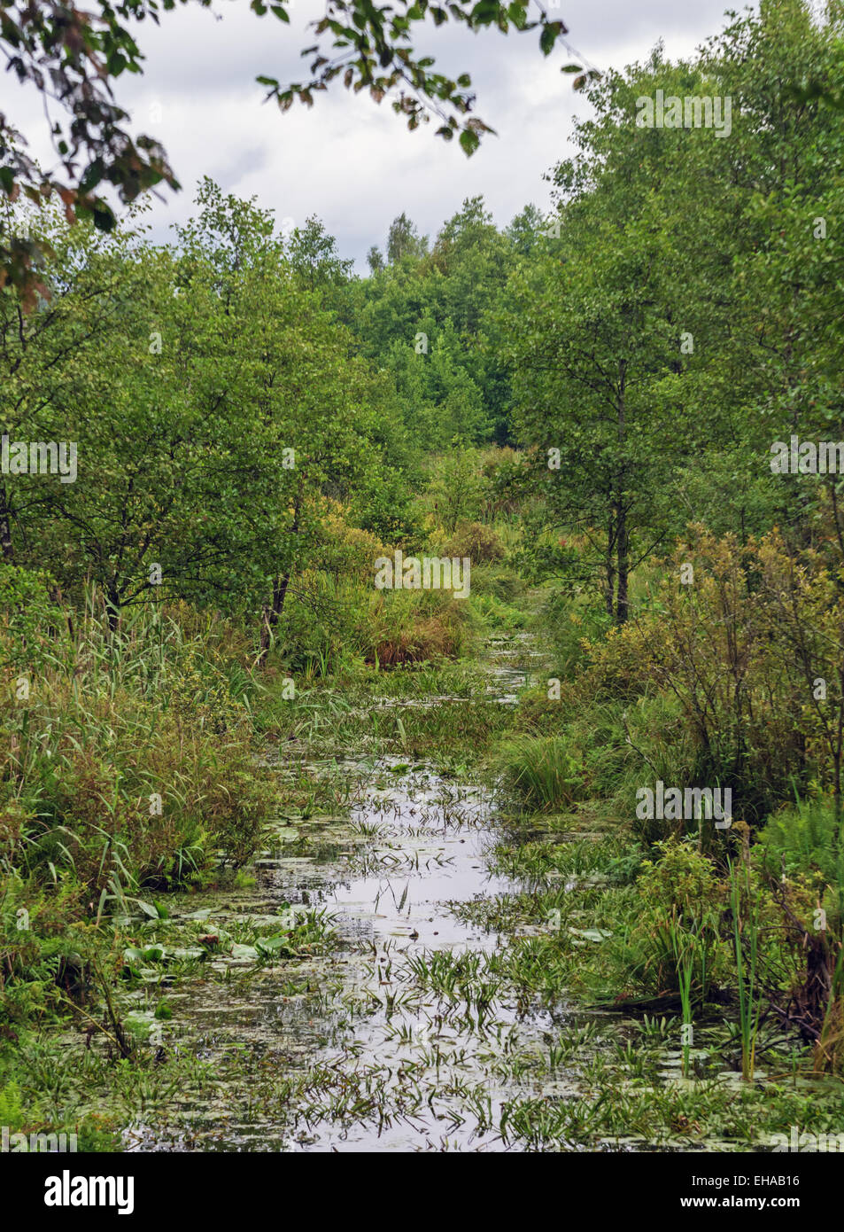 Forest boggy river Stock Photo - Alamy