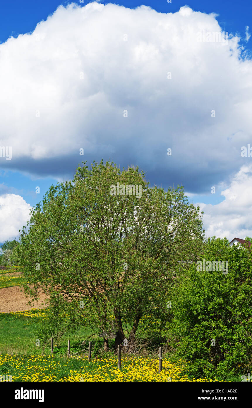 Spring rural landscape with yellow dandelion and willow Stock Photo - Alamy