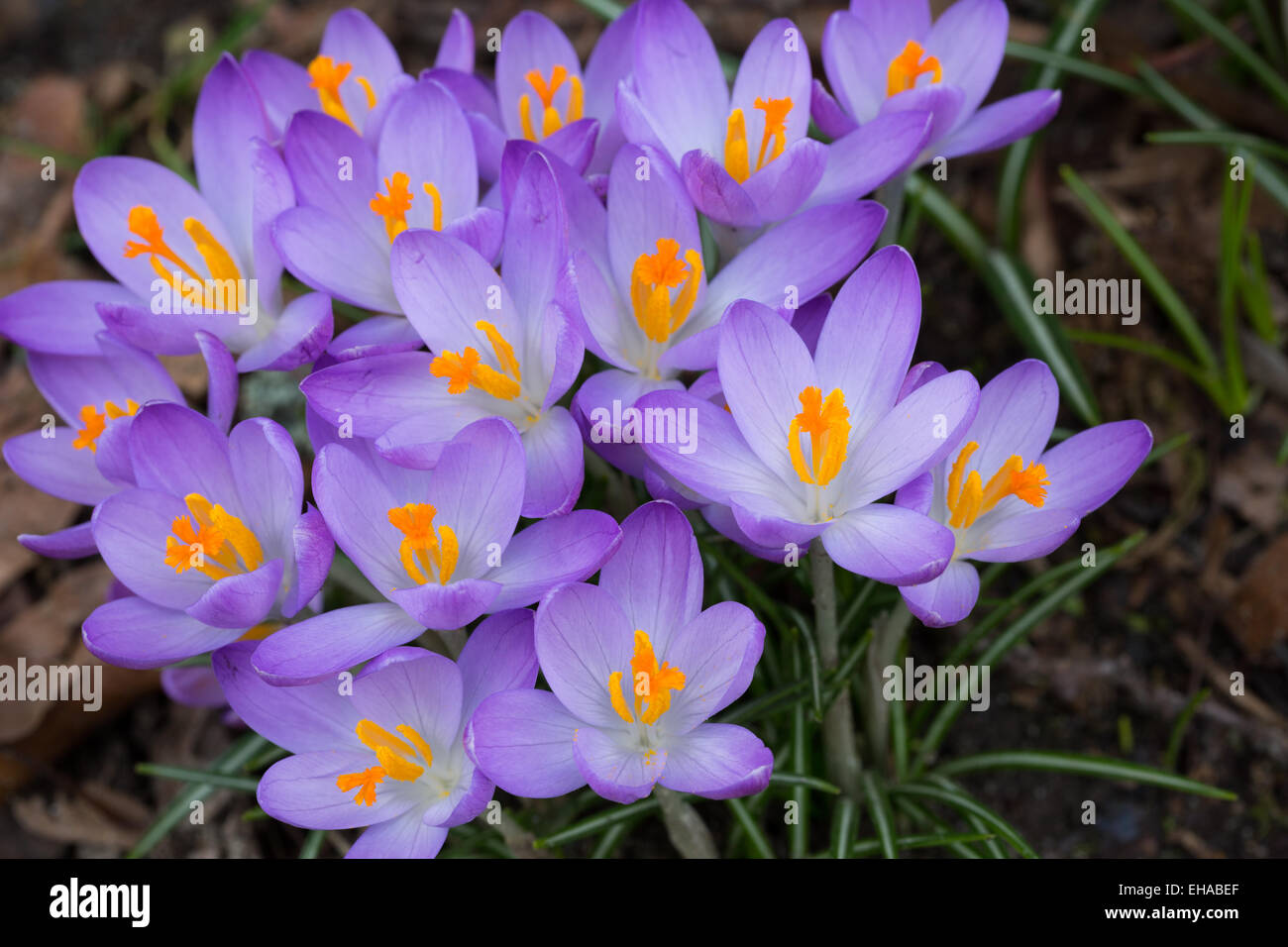 Purple Crocus Etruscus flowering in a garden Stock Photo - Alamy