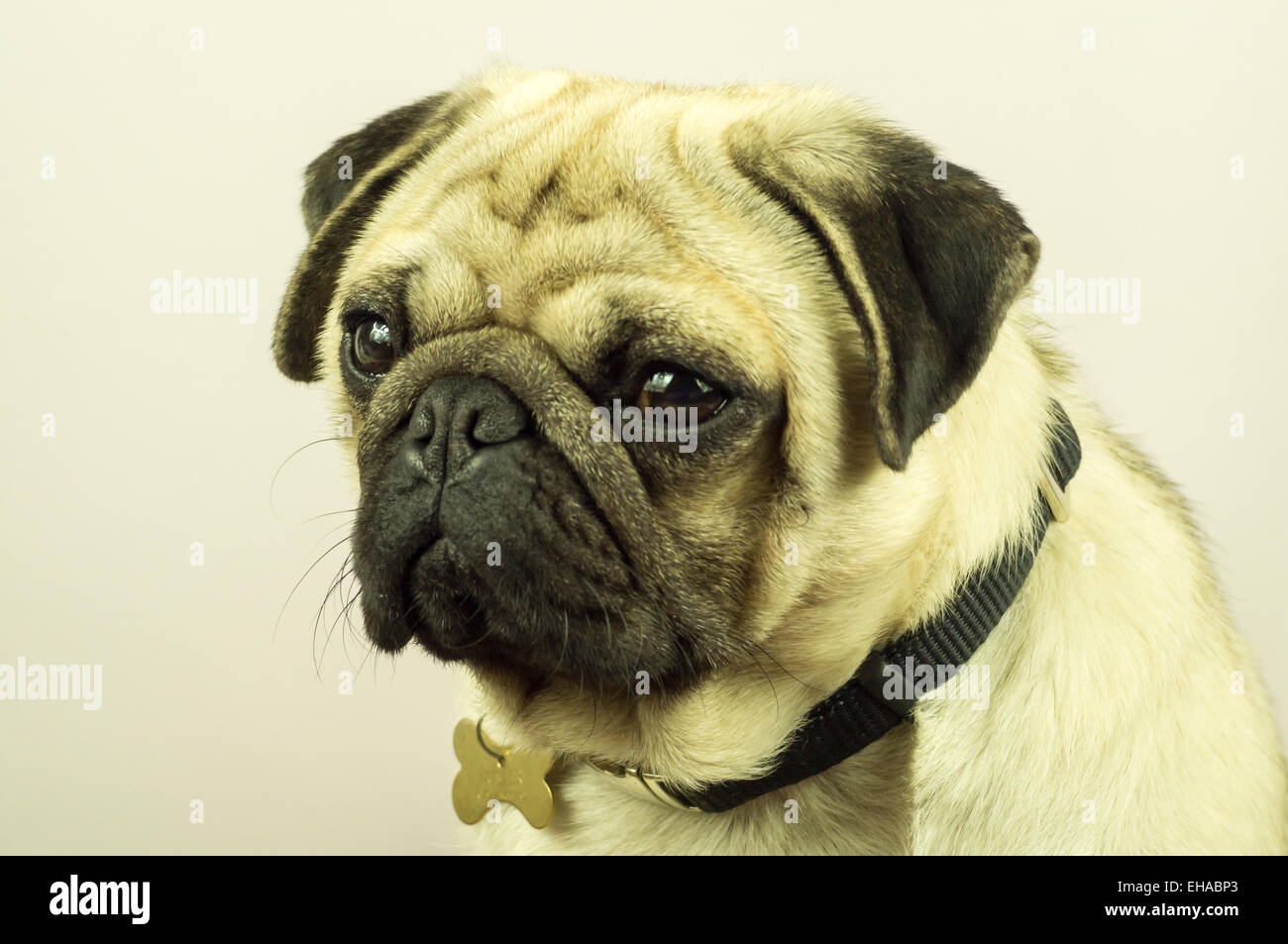 A close up photograph of a Pug dog Stock Photo - Alamy