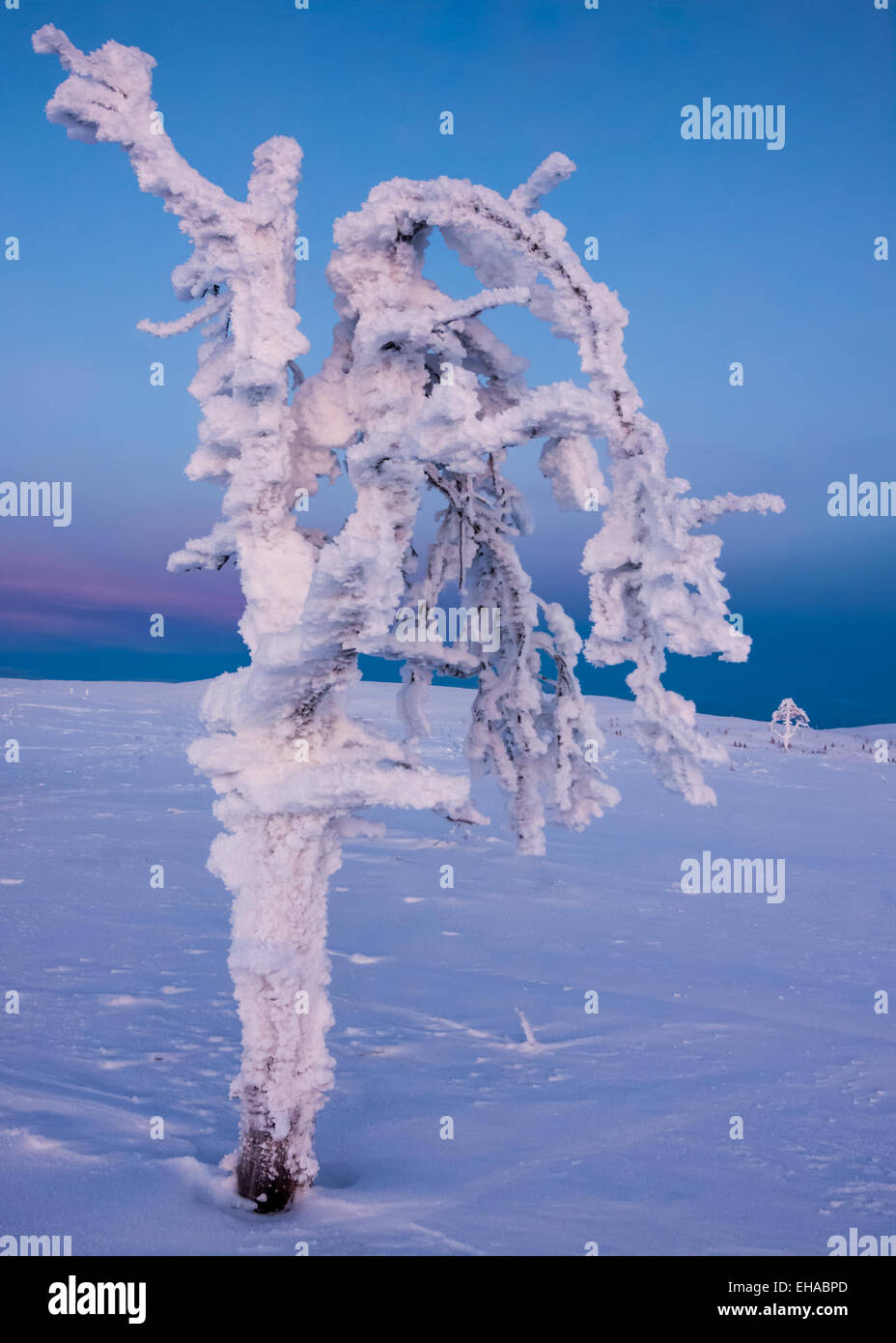Scots pine in arctic hi-res stock photography and images - Alamy