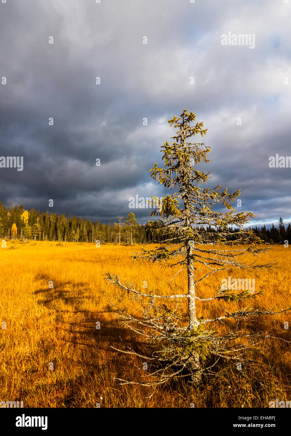 Spruce in sunshine Stock Photo - Alamy