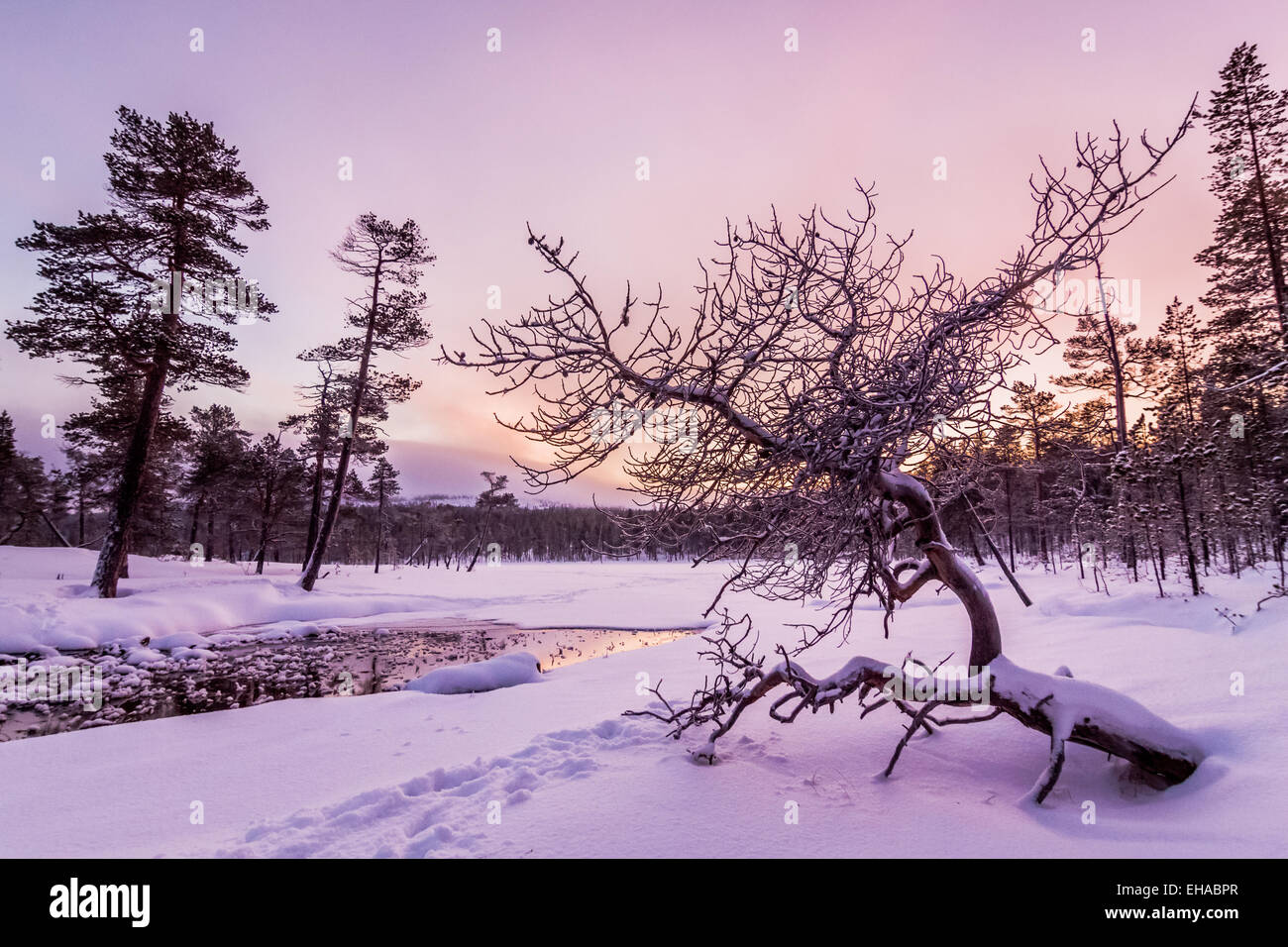 Winter evening in woods hi-res stock photography and images - Alamy