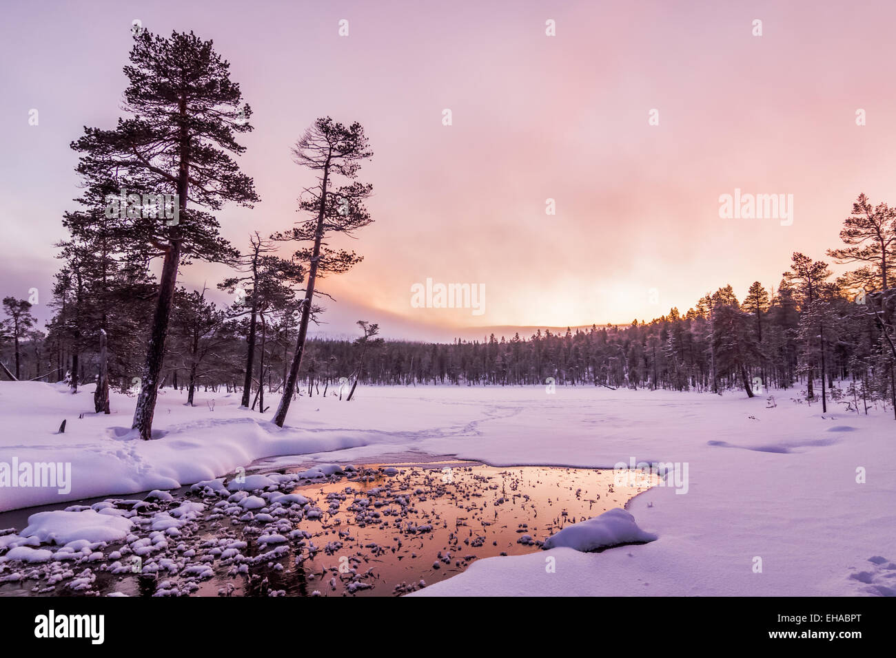 Winter evening in woods hi-res stock photography and images - Alamy
