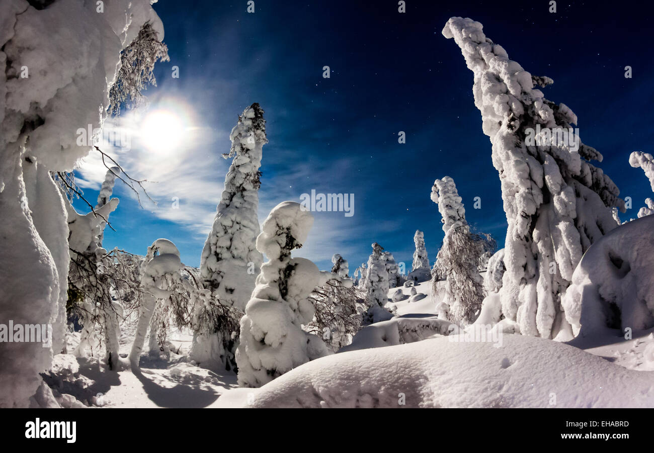 Spruce trees snow hi-res stock photography and images - Alamy