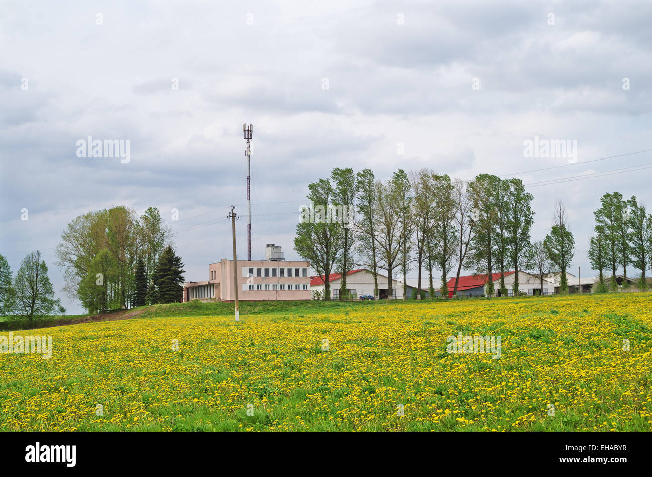 Spring rural landscape with yellow dandelion and farm at distance Stock ...