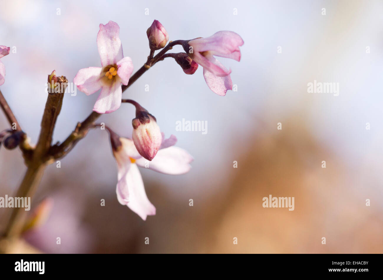 Oleaceae hi-res stock photography and images - Alamy