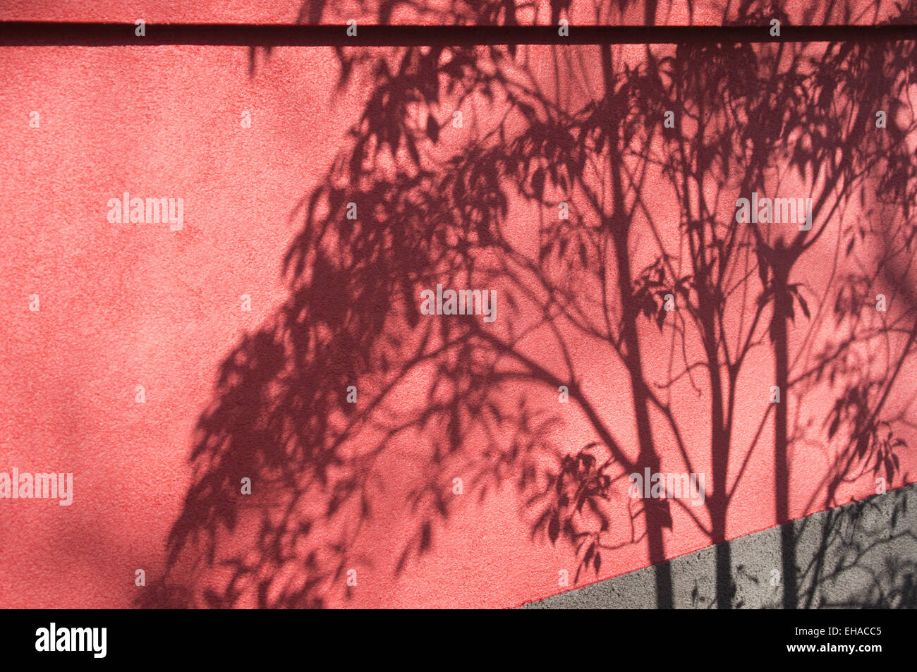 Shadow of a Japanese Maple on red wall Stock Photo - Alamy