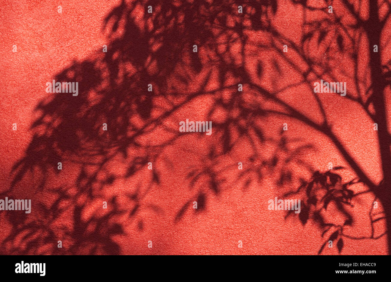 Shadow of a Japanese Maple on red wall Stock Photo - Alamy