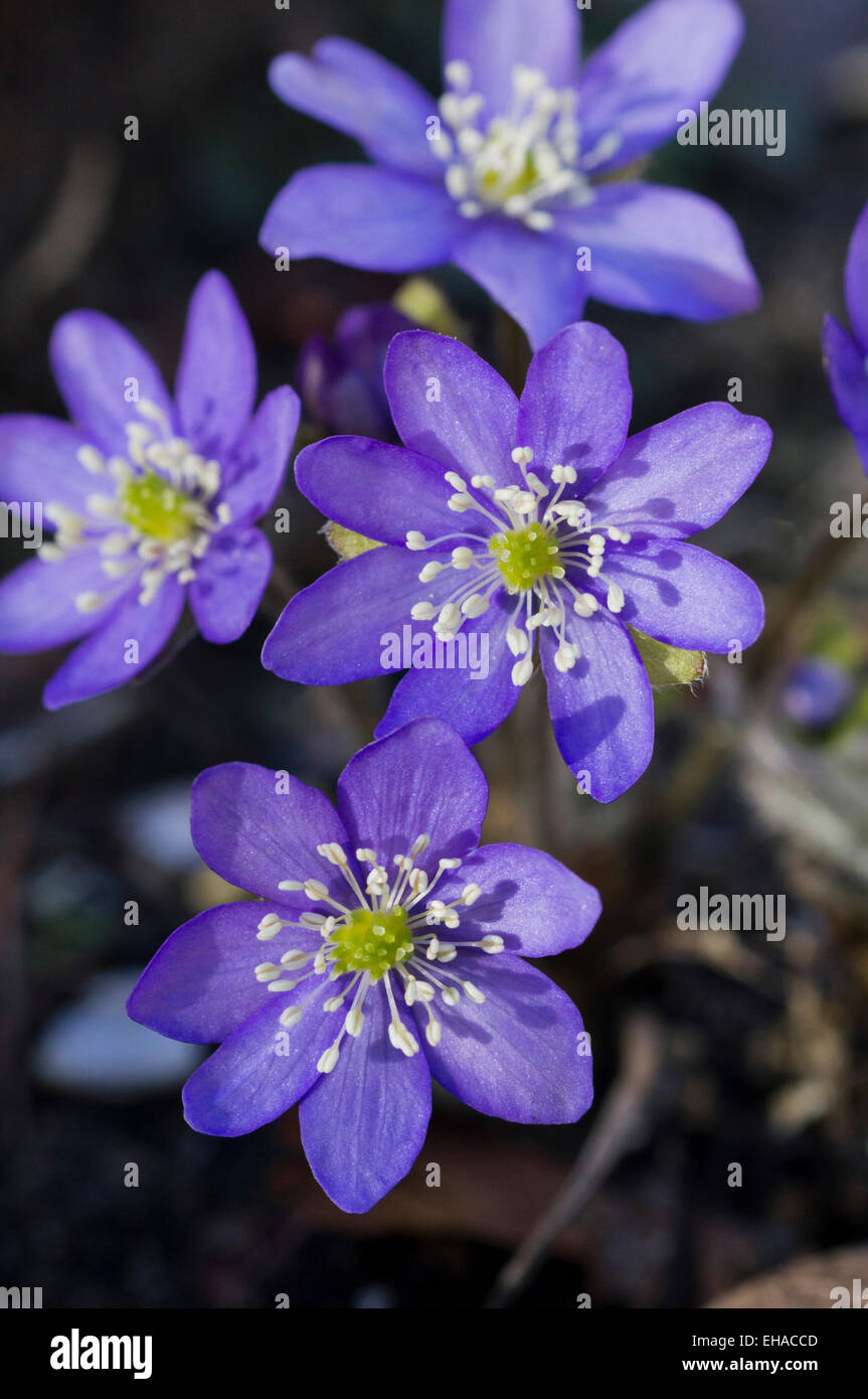 Northern hemisphere temperate regions hi-res stock photography and ...