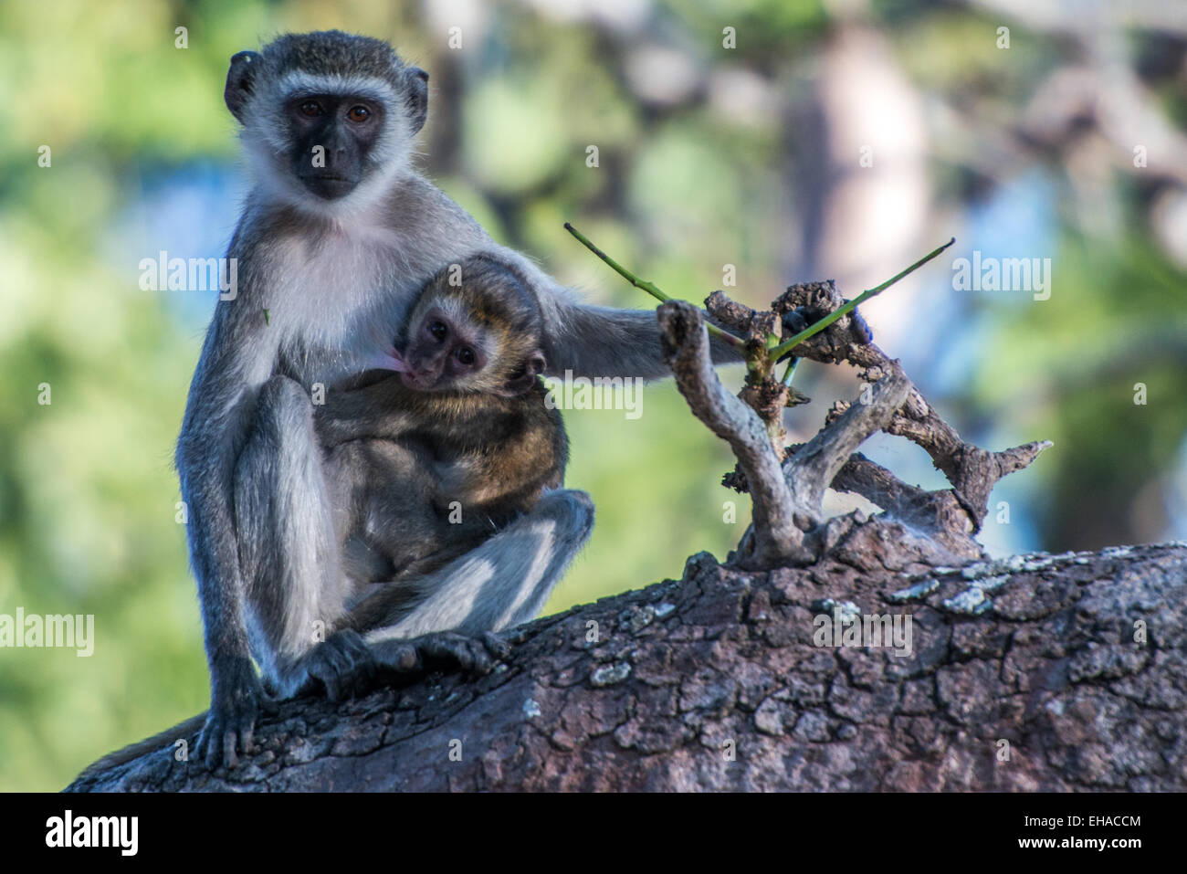 Katavi national parks hi-res stock photography and images - Alamy