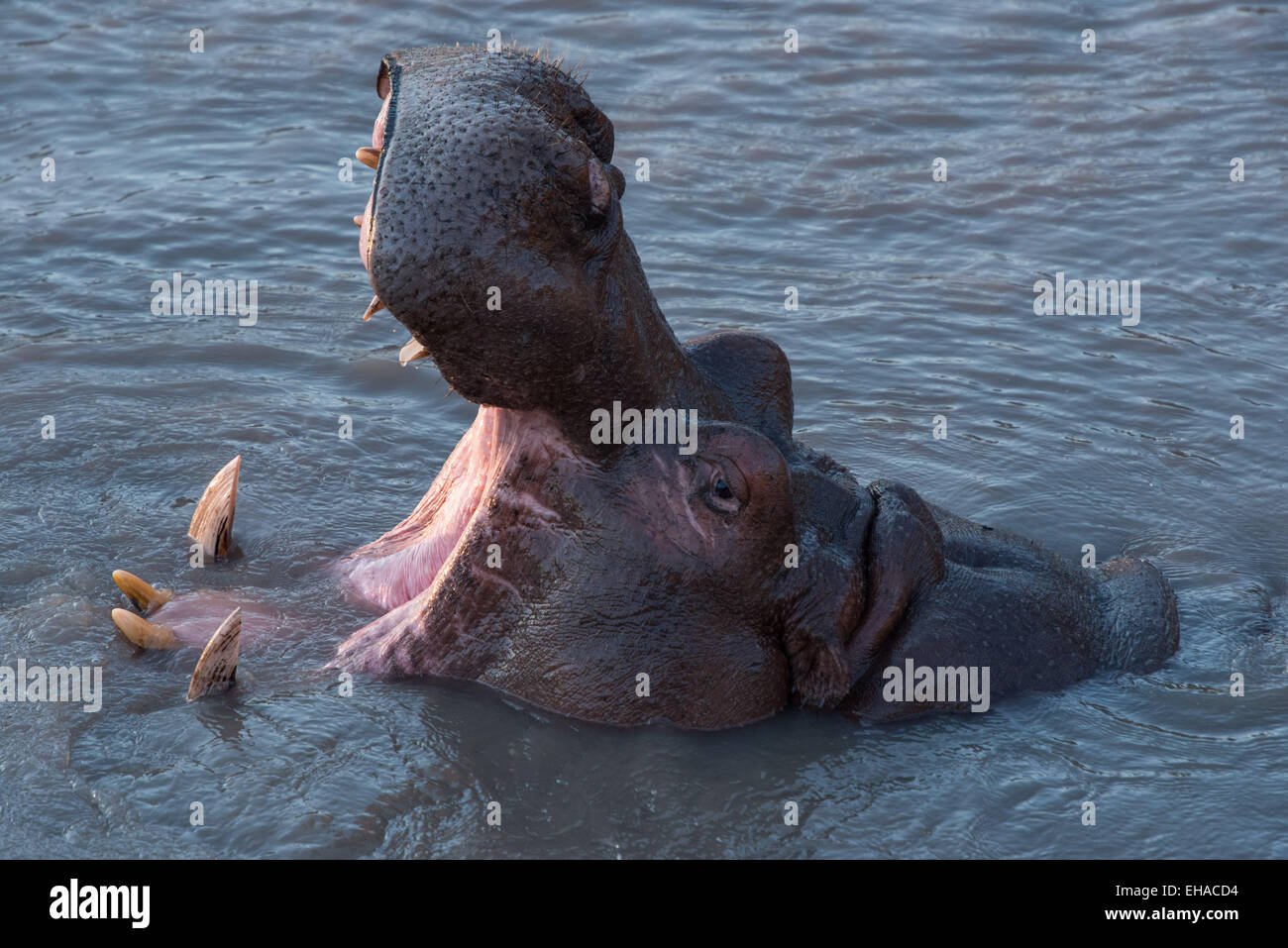 Katavi NP, Hippopotamus Mouth Wide Open Stock Photo - Alamy