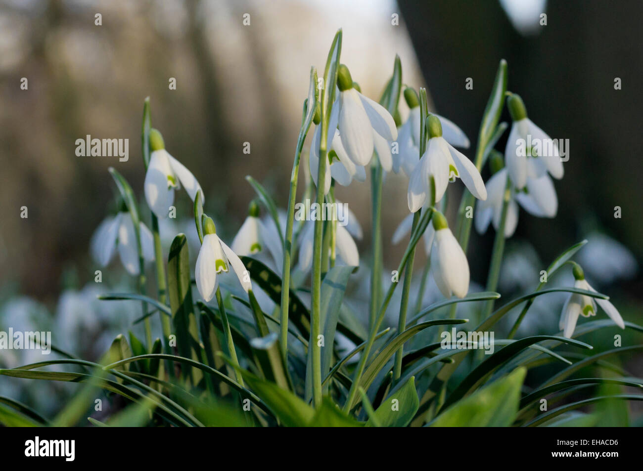 Snowdrops in springtime Stock Photo - Alamy