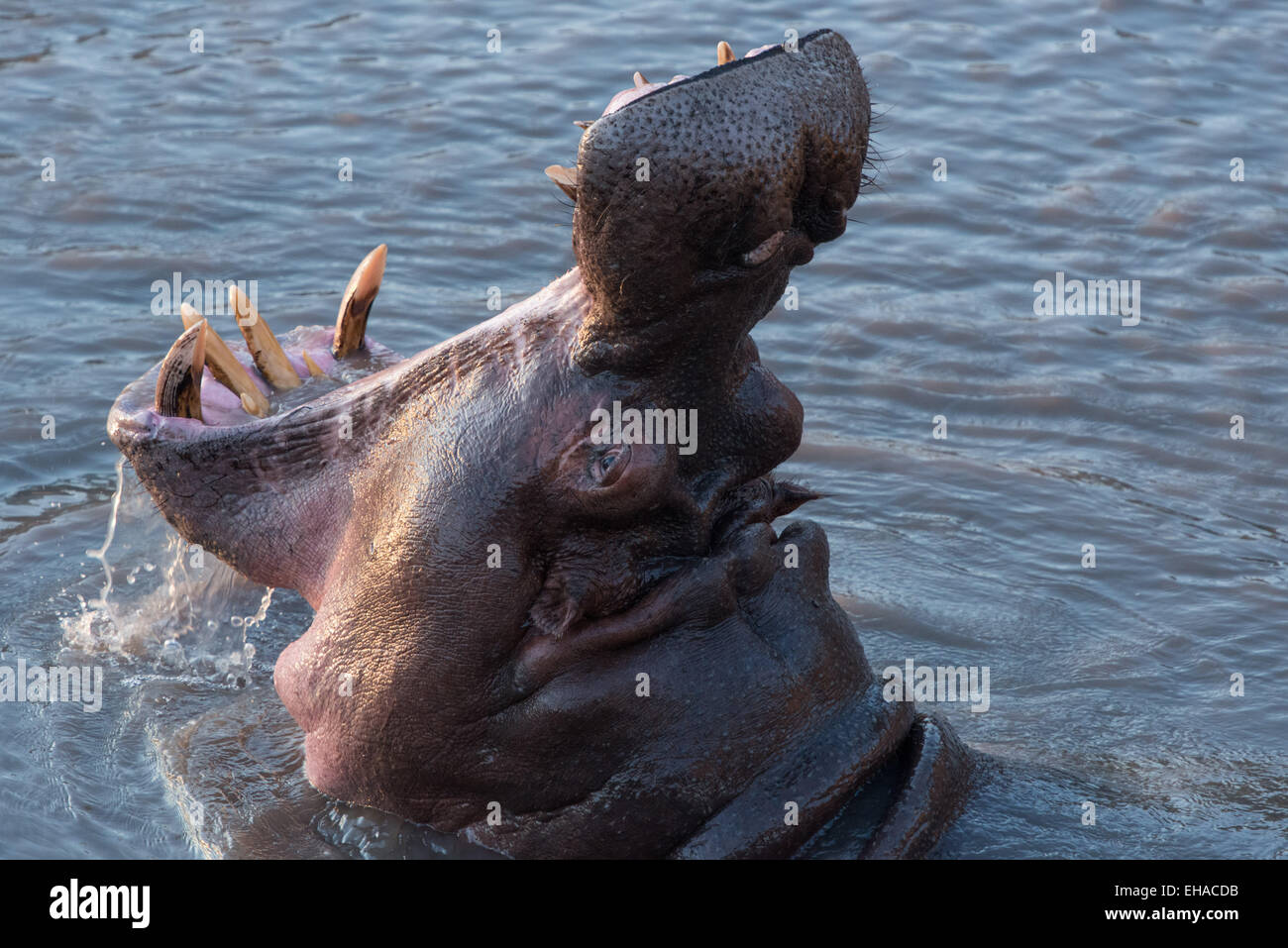Katavi NP, Hippopotamus Mouth Wide Open Stock Photo - Alamy