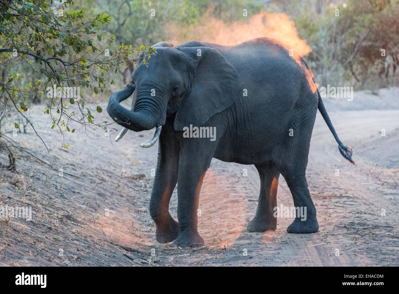 Katavi NP, Elephant With Flaming Back In Sunset Stock Photo - Alamy