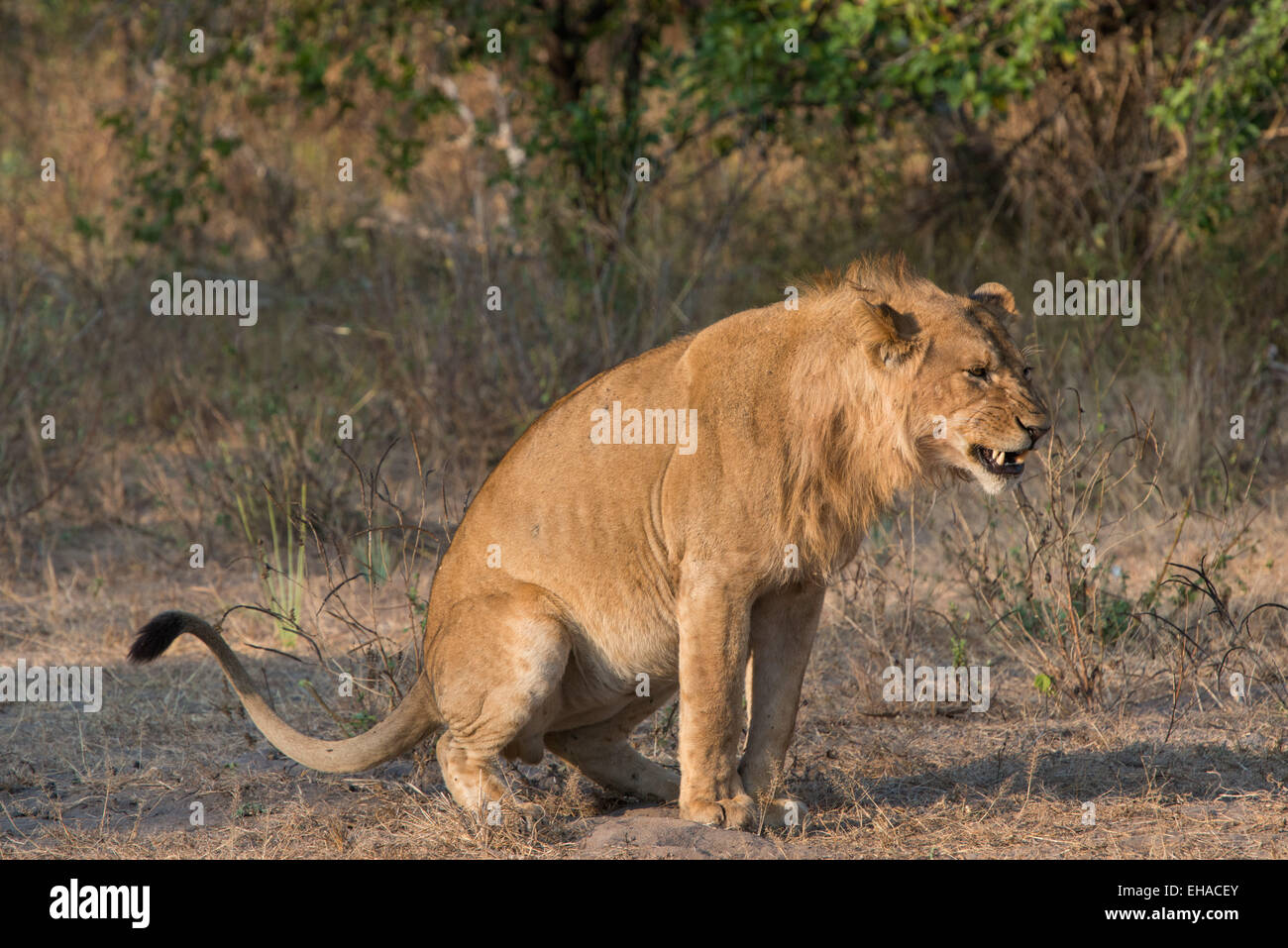 Having a poo hi-res stock photography and images - Alamy