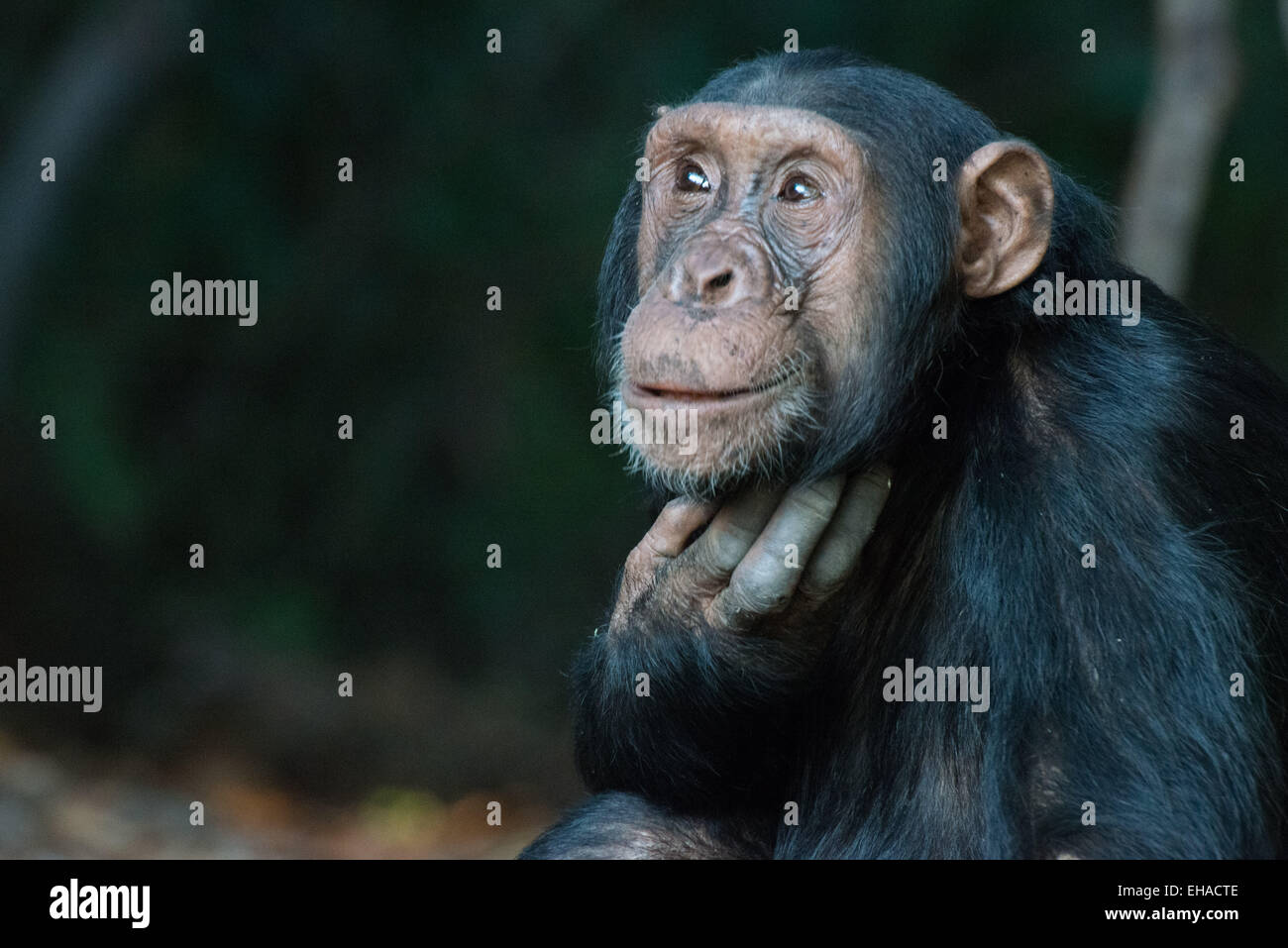 Mahale National Park, Chimpanzee Stock Photo - Alamy