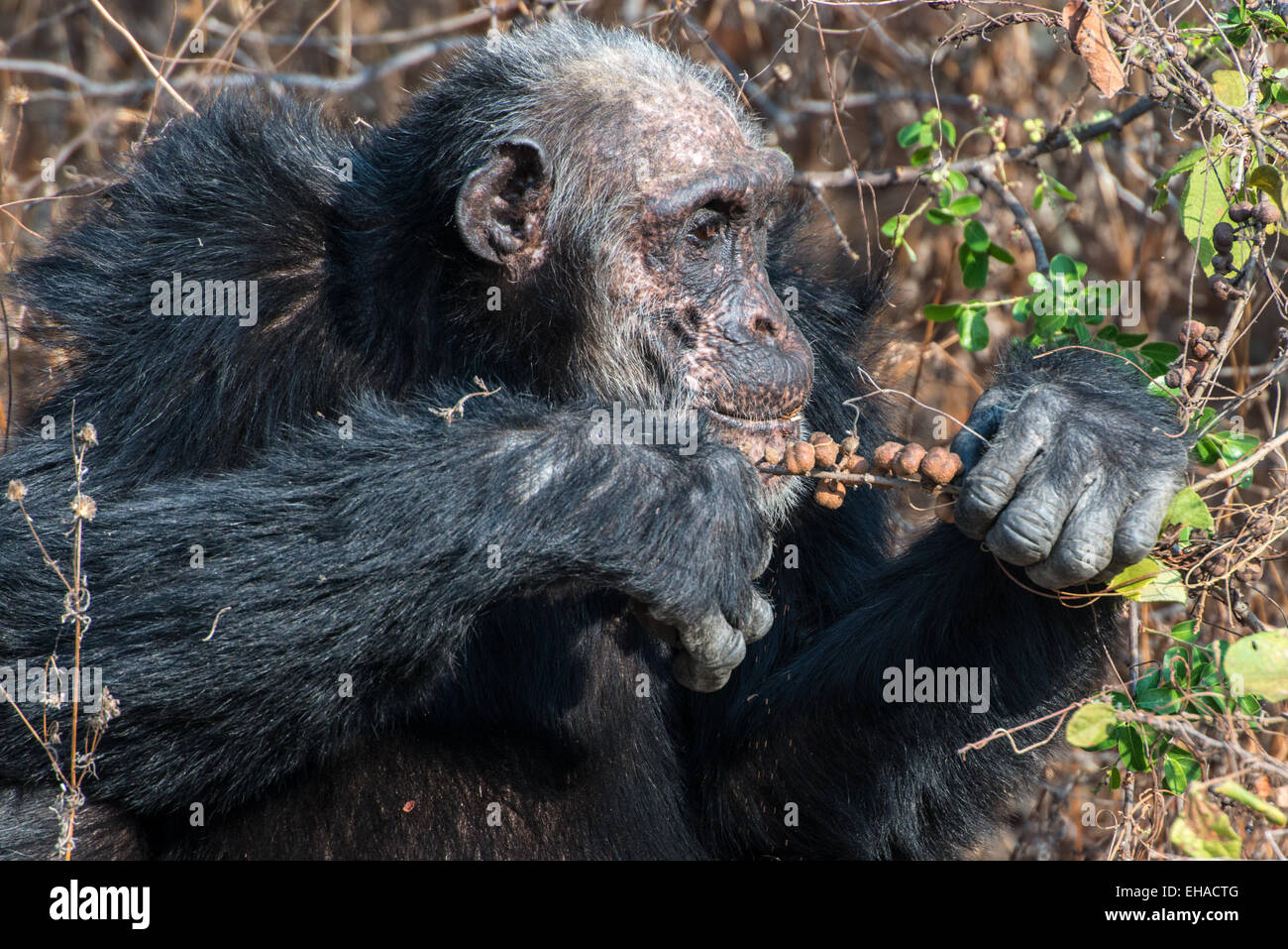 Mahale National Park, Chimpanzee Stock Photo - Alamy