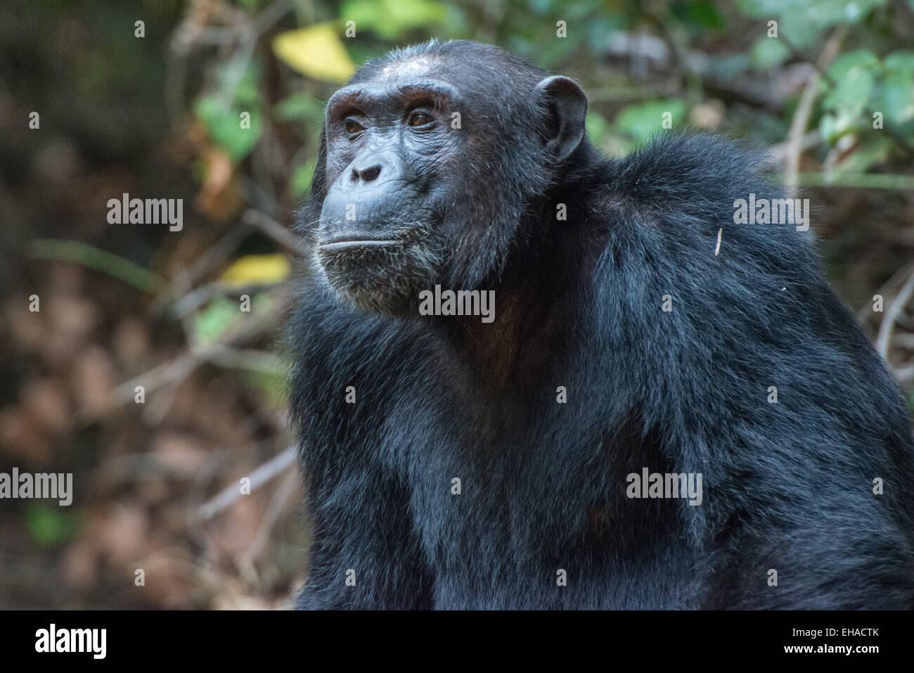 Mahale National Park, Chimpanzee Stock Photo - Alamy
