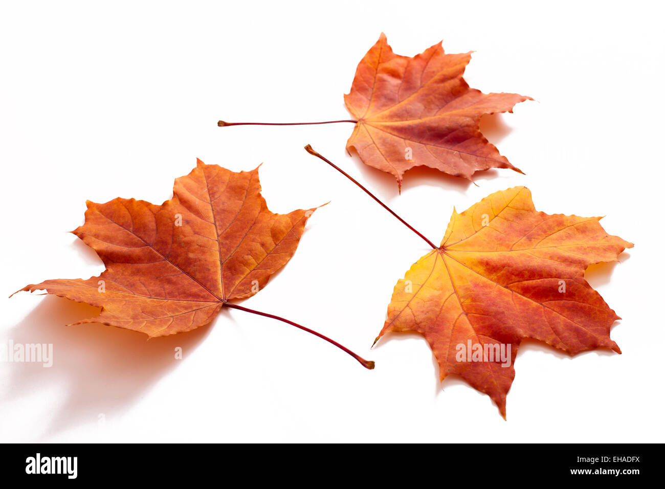 Autumn leaves isolated Stock Photo - Alamy