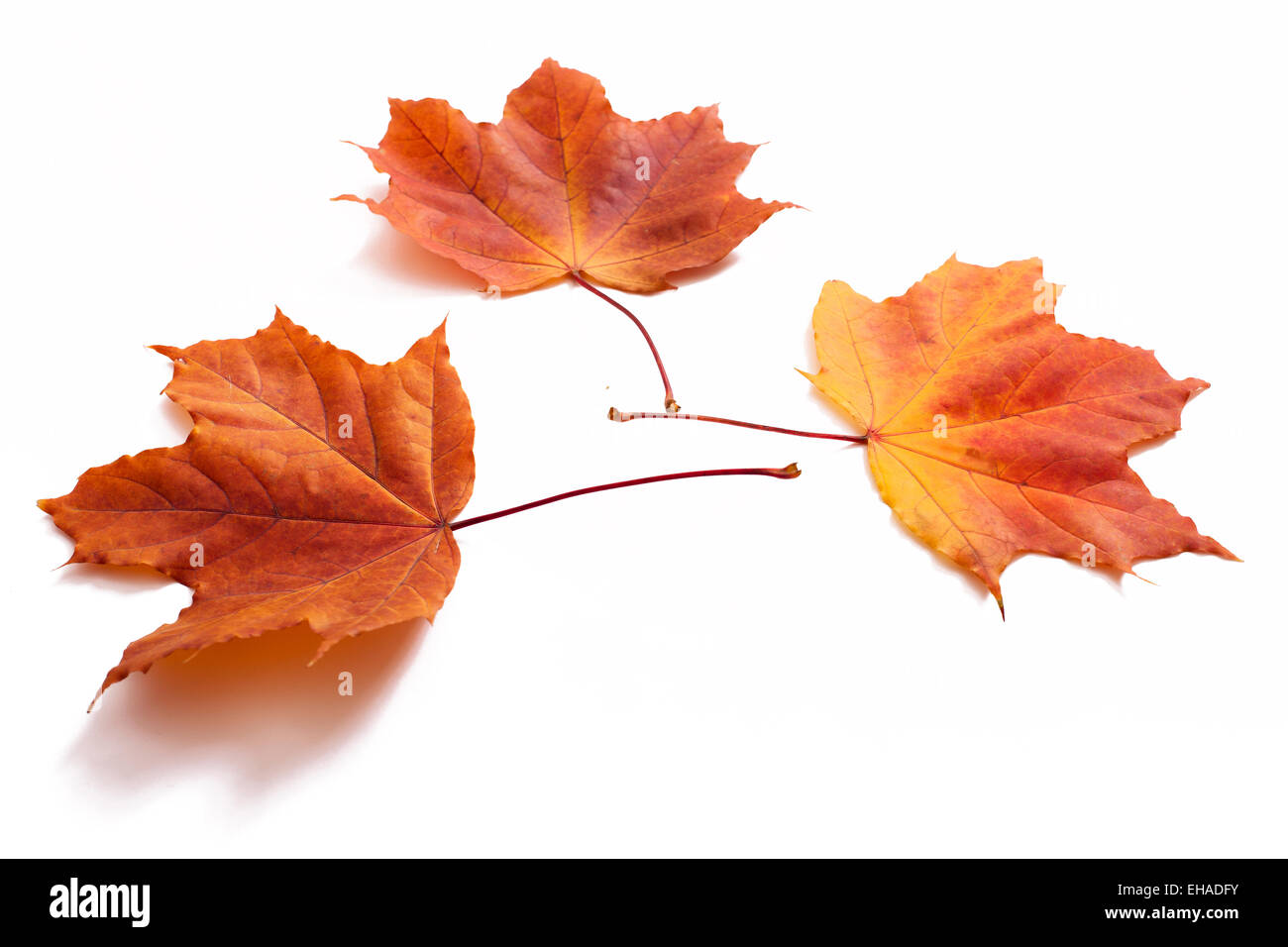 Autumn leaves isolated Stock Photo - Alamy