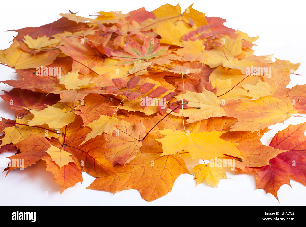 Autumn leaves isolated Stock Photo - Alamy
