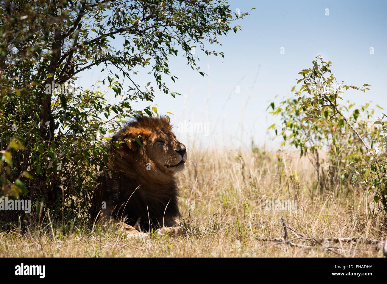 lion in the savanna of Africa Stock Photo - Alamy