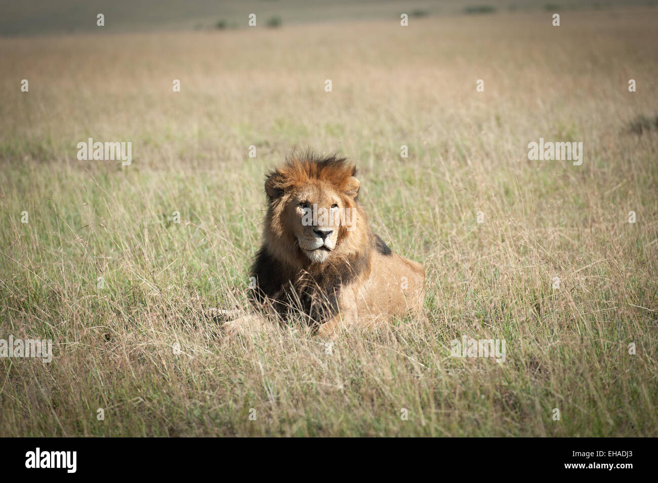 lion in the savanna of Kenya Stock Photo - Alamy