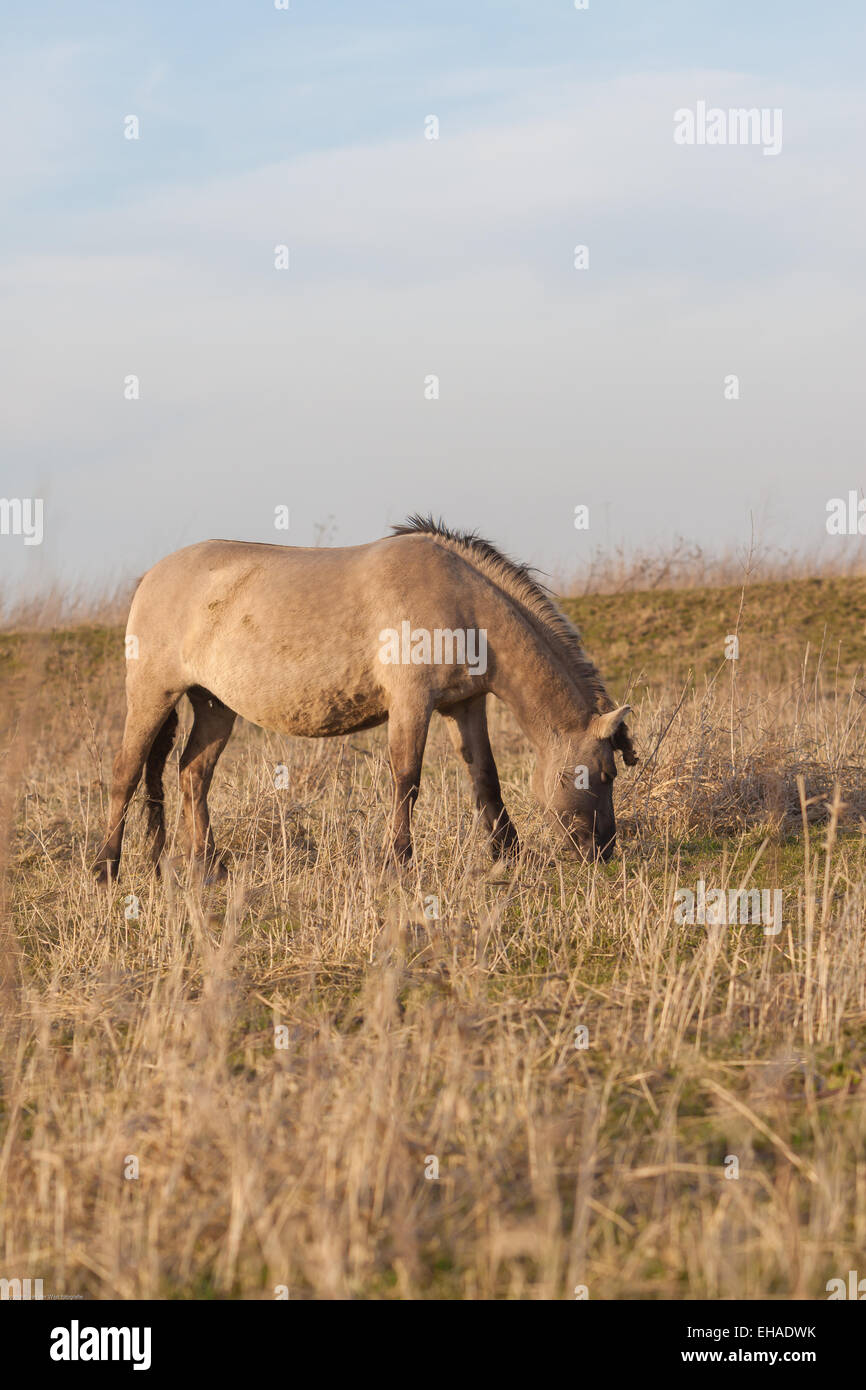 Konik horse hi-res stock photography and images - Alamy
