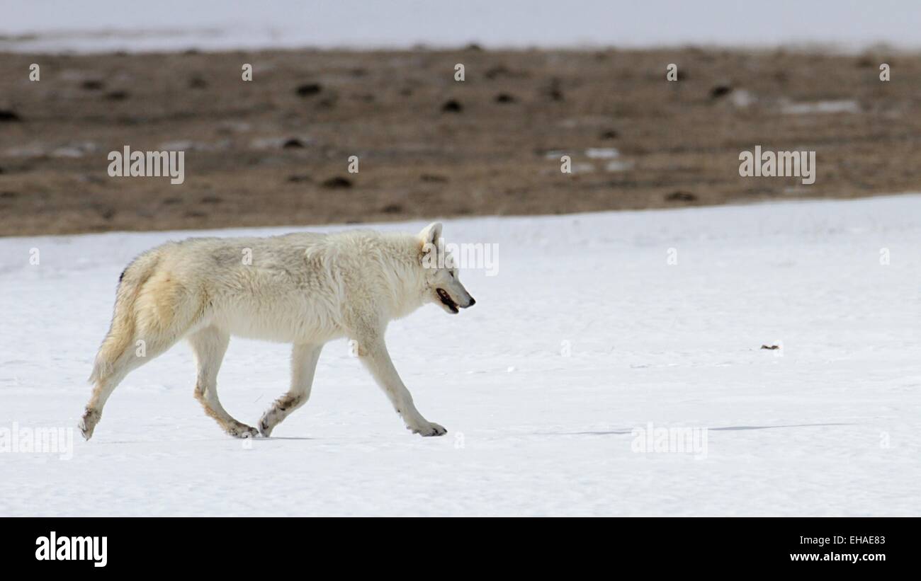 Wolf pack alpha female hi-res stock photography and images - Alamy