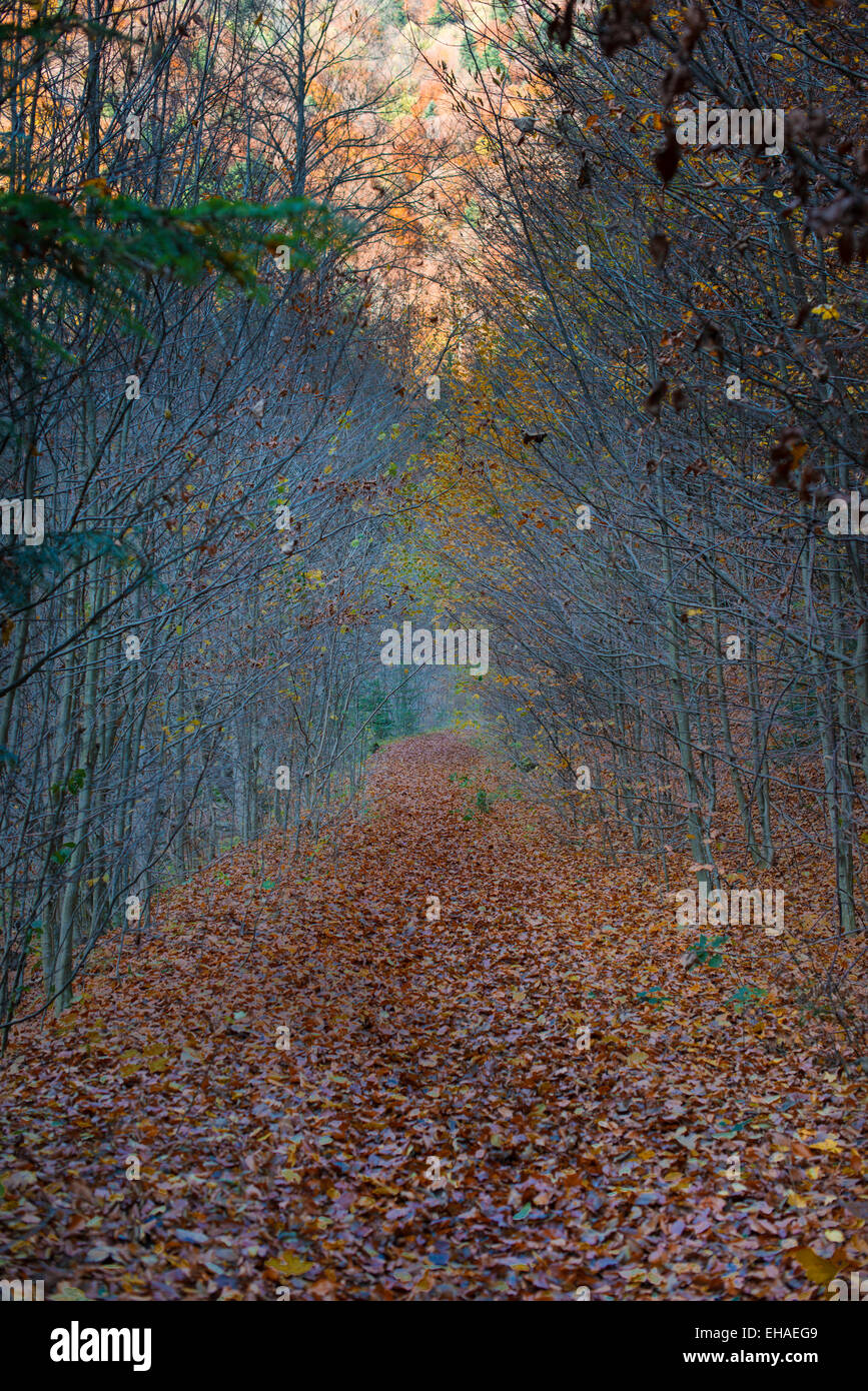 Pathway through the autumn forest Stock Photo - Alamy