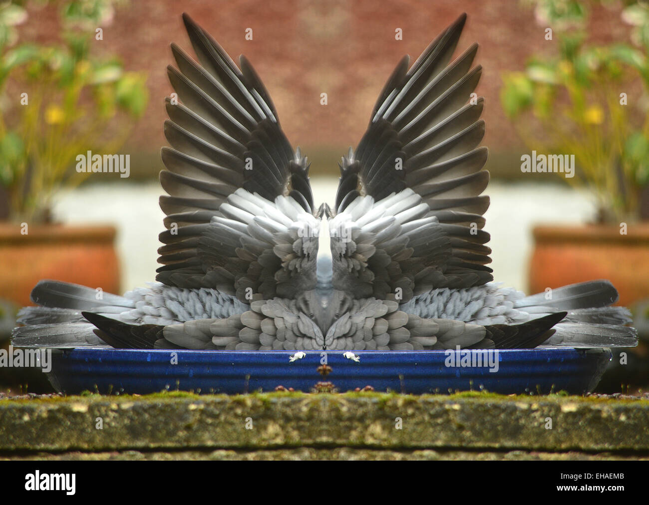 Angel-wings of Wood Pigeon Stock Photo - Alamy