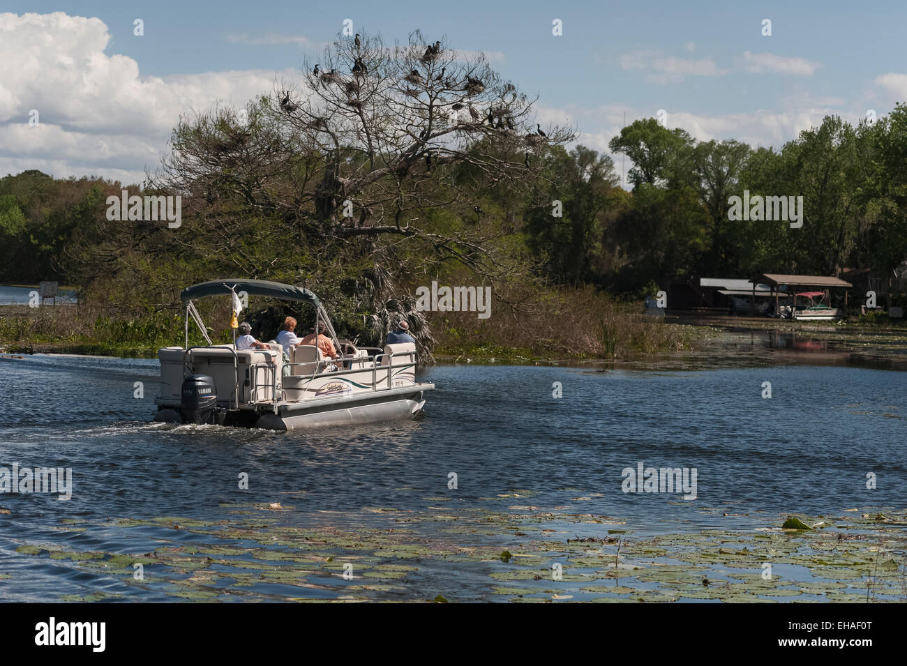 Tourist in a pontoon boat viewing a Bird Rookery on Haines Creek River ...