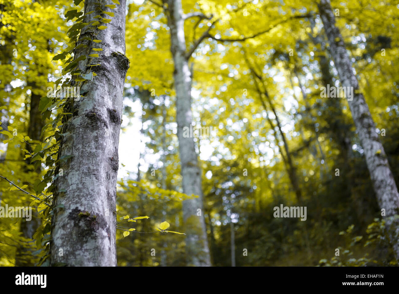 Birch forest, Forêt de Saou, Drôme, Rhône-Alpes, France Stock Photo - Alamy