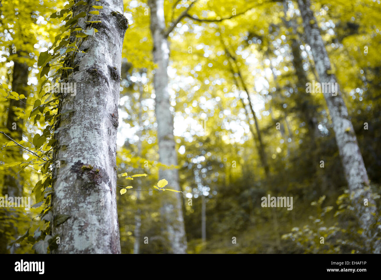 Birch forest, Forêt de Saou, Drôme, Rhône-Alpes, France Stock Photo - Alamy