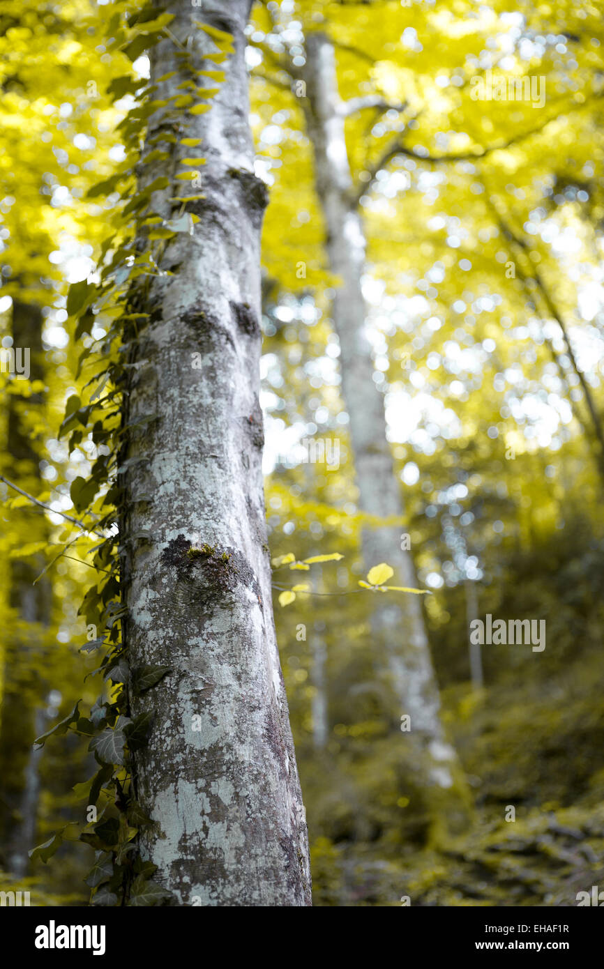 Silver birch trees france hi-res stock photography and images - Alamy
