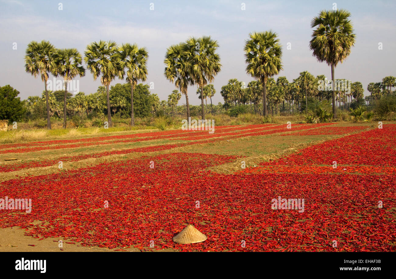 Big crop field hi-res stock photography and images - Alamy