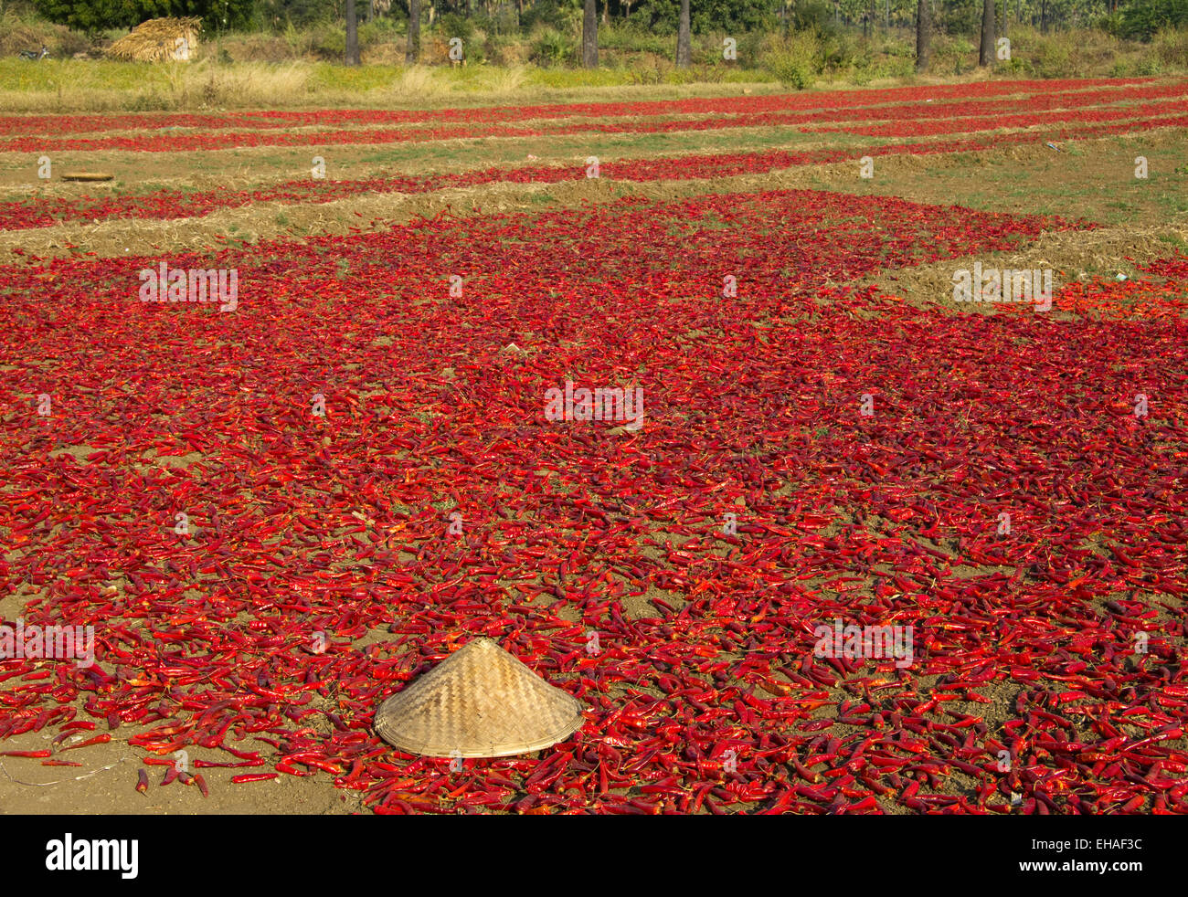 Red peppers field near Bagan Myanmar Stock Photo - Alamy
