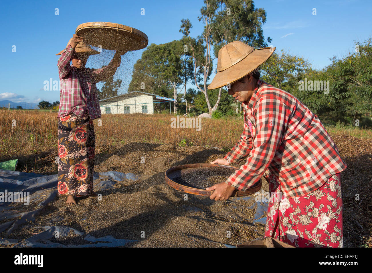 Women winnowing and sifting sesame on farm in Myanmar Stock Photo - Alamy
