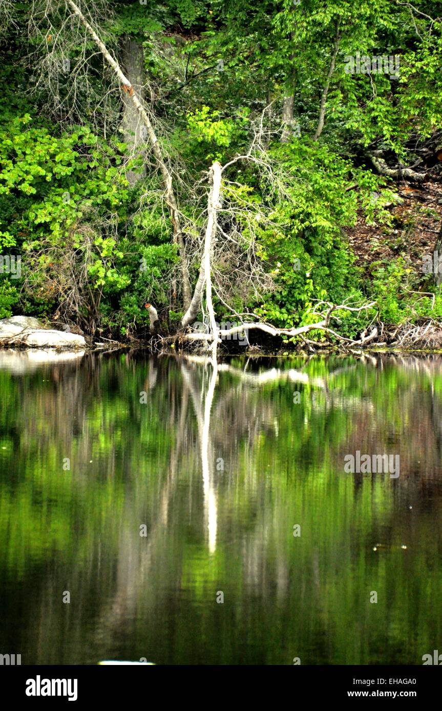 white tree reflection on a lake Stock Photo - Alamy