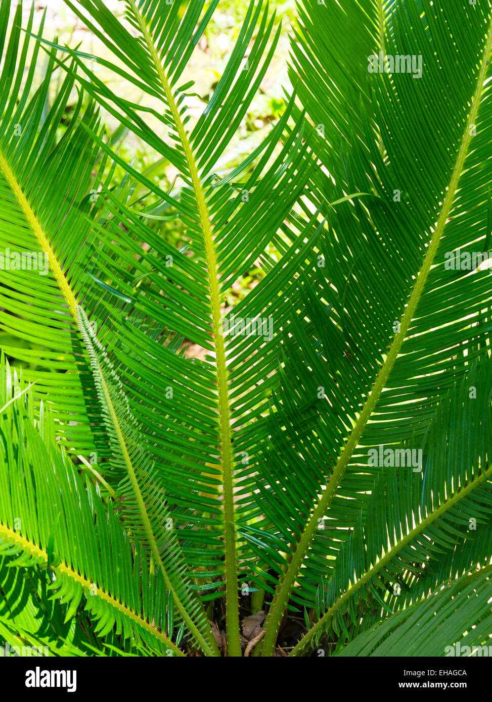 Detail of palm tree leaf, near Manzanillo, Limon, Costa Rica Stock ...