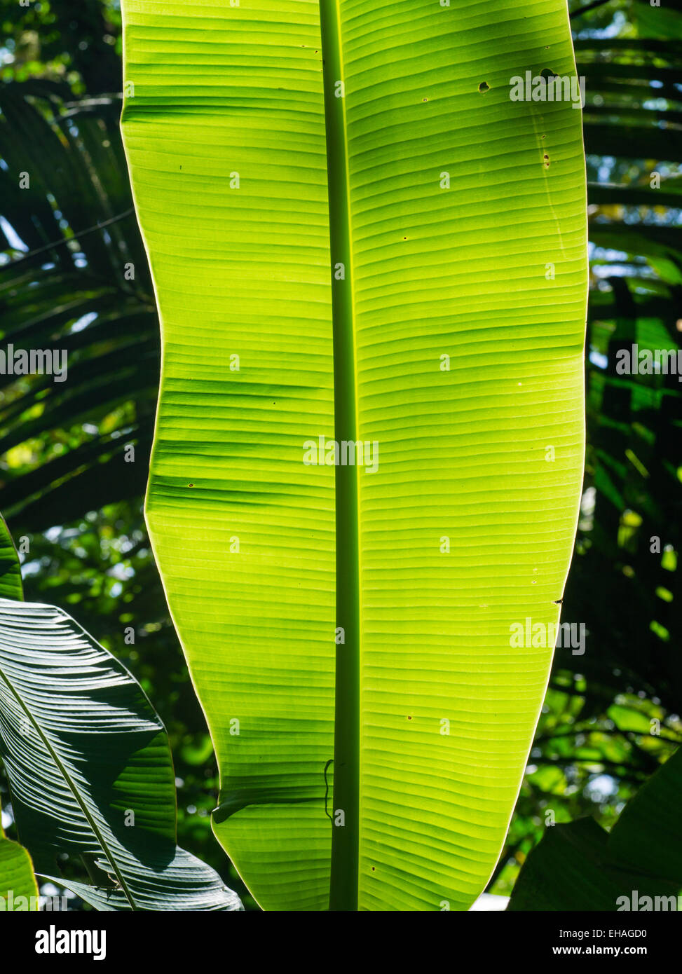 Detail of palm tree leaf, near Manzanillo, Limon, Costa Rica Stock ...