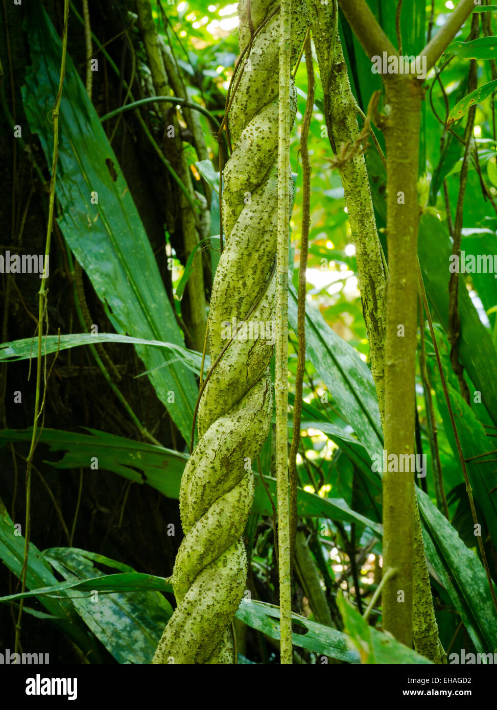 Intertwined vines in the rainforest near Manzanillo, Limon, Costa Rica ...