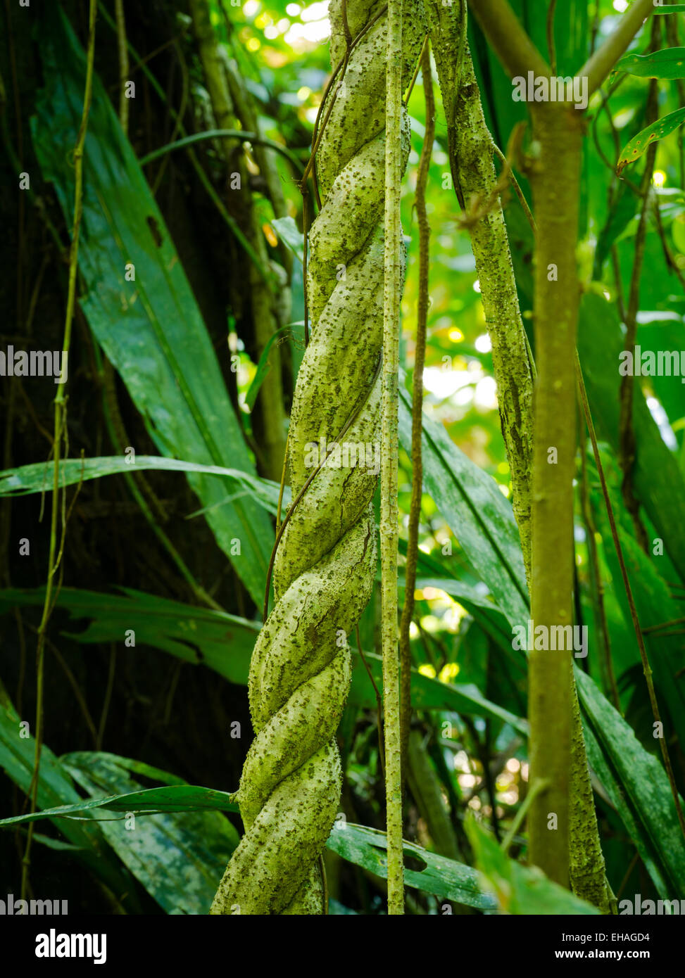 Intertwine tree wrap hi-res stock photography and images - Alamy
